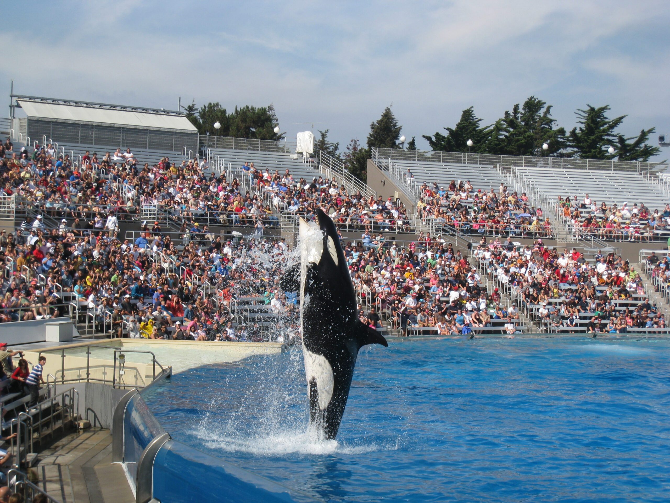 Why You Should Avoid Animal Performances - Travel with Awareness